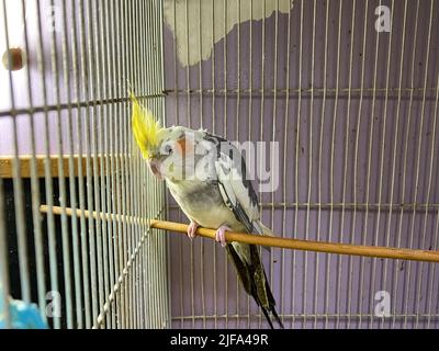 Yellow cocktail parrot inside a cage Stock Photo - Alamy