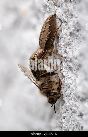 A jumping spider (Marpissa muscosa) with prey. It literally did jump on ...