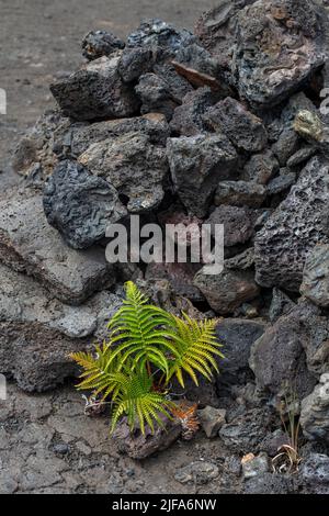 Ferns in lava fissures, Mauna Ulu, Hawai'i Volcanoes National Park, Big ...