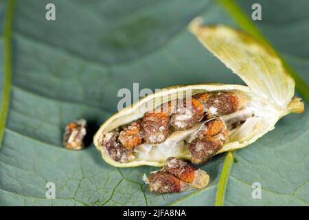 Cut open pod of green cardamom (Elettaria cardamomum Stock Photo - Alamy