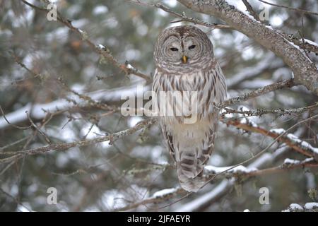 Bard Owl sitting on branhc in winter woods Stock Photo - Alamy