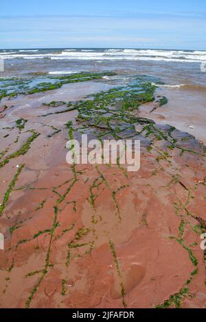 Bard Owl sitting on branhc in winter woods Stock Photo - Alamy