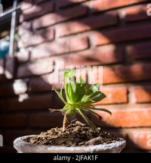 Cacti, succulents, flowers and different plants from the garden Stock ...