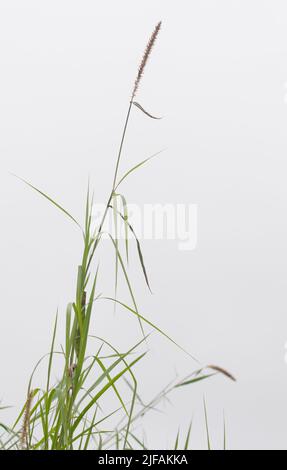 napier grass, elephant grass, pennisetum purpureum Stock Photo - Alamy