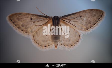 Cute beautiful butterfly or gray moth closeup Stock Photo - Alamy