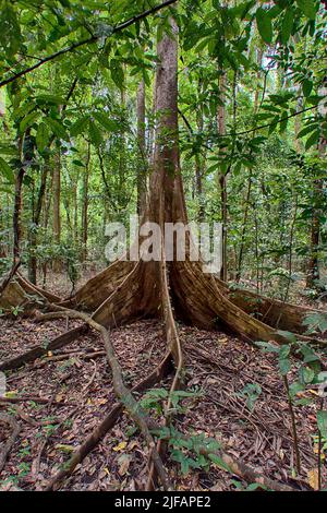 Common Red-stem Fig (Ficus variegata), growing direct from the tree ...