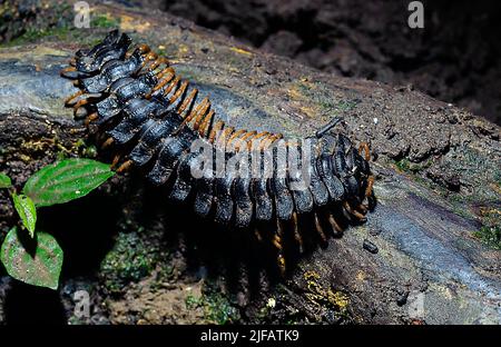 Tractor millipede (Barydesmus sp.?) from the rainforest of La Selva ...