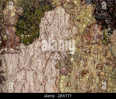 Two tailed spider Hersilia sp. Family: Hersilidae, Aarey Milk Colony ...