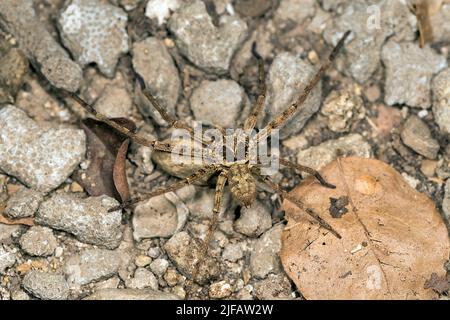 Huntsman spider (Heteropoda sp.) from Komodo Island, Indonesia Stock ...