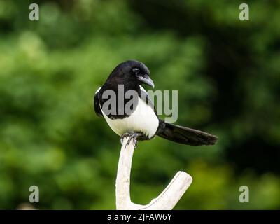 Magpie foraging in early summer in mid Wales Stock Photo - Alamy