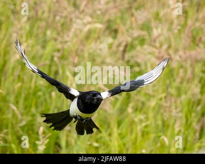 Magpie foraging in early summer in mid Wales Stock Photo - Alamy