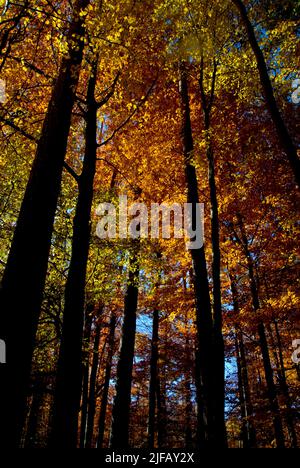 Autumn in a forest in southern Germany Stock Photo - Alamy