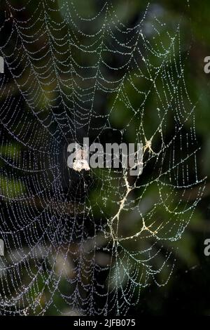 Bark spider (possibly Caerostris sexcuspidata) with its large web and a ...