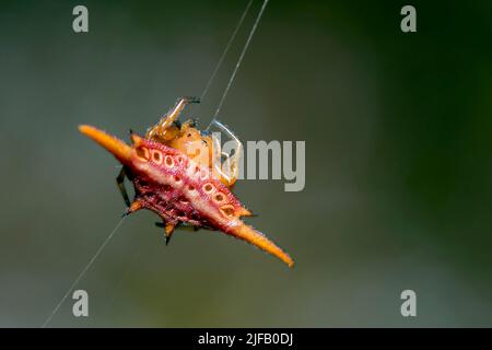 Crab spider (Gasteracantha sp.) from Andasibe, Madagascar Stock Photo ...