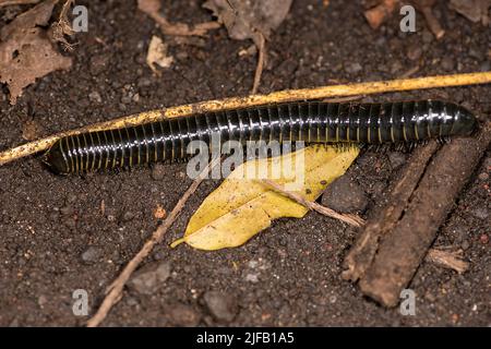 Giant millipede from the order Spirobolida photographed in Tangkoko ...