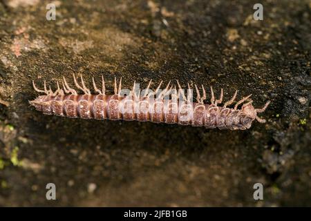 Tractor millipede, family Platyrhacidae (possibly Barydesmus sp ...
