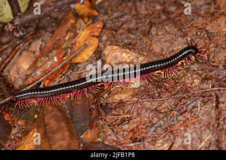 Giant flame legged millipede (Trigoniulus macropygus, about 15 cm long ...