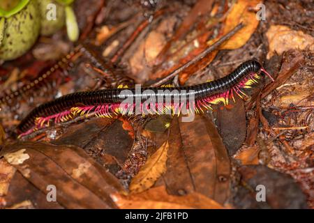Giant flame legged millipede (Trigoniulus macropygus, about 15 cm long ...