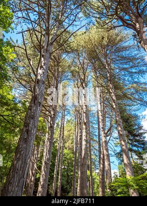 A woodland with tall trees on blue sky background around Peckforton ...