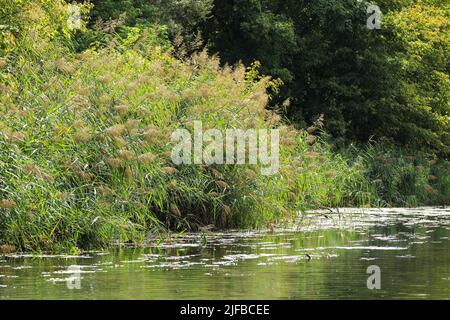 France, Isere, Sablons, ile de la Platiere, nature reserve, lone sur Le ...
