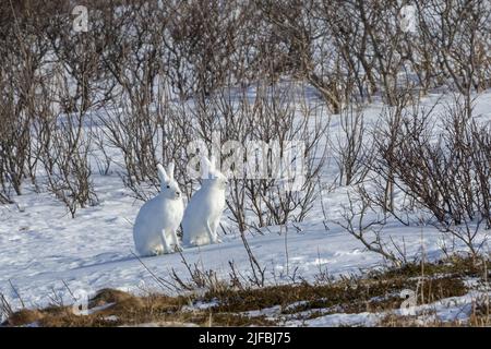 Norway, Varanger Fjord, Vadso, Arctic hare (Lepus arcticus), in the ...
