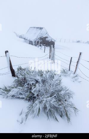 France, Cantal, Aubrac Regional Natural Park, buron Stock Photo - Alamy