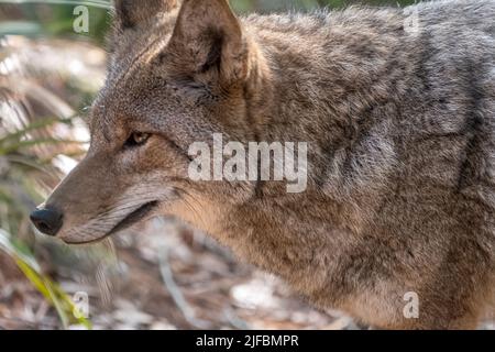 Coyote (Canis latrans thamnos) at Jacksonville Zoo and Gardens in ...