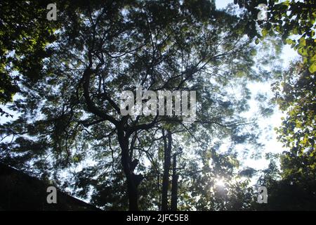 Nature and it's interspersion with humans in Assam Stock Photo - Alamy