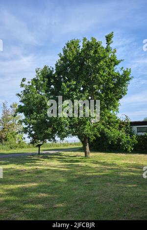 The 'Sisley' Tree on Cliff Walk in Penarth South Wales UK - reputedly ...