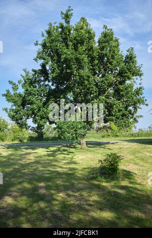 The 'Sisley' Tree on Cliff Walk in Penarth South Wales UK - reputedly ...