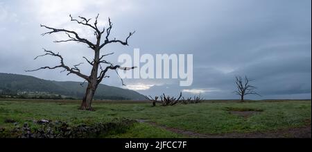 Porlock marsh dead trees england uk Stock Photo - Alamy