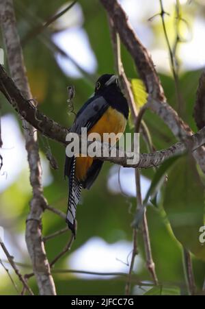 Violaceous Trogon (Trogon violaceus) adult male, perched on twig ...