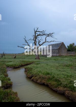 Porlock marsh dead trees england uk Stock Photo - Alamy