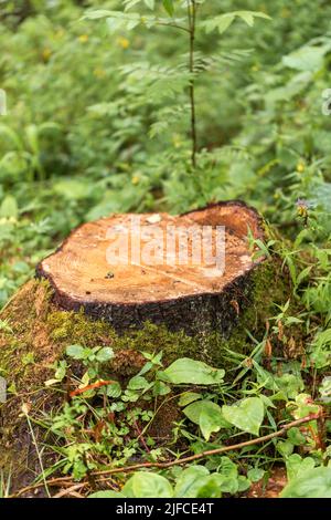 The stump was left from a big old tree in the wild forest. The old ...