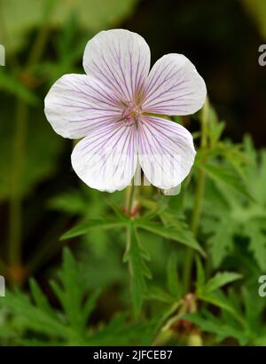 Geranium 'Kashmir White' Stock Photo - Alamy