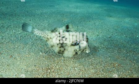 Close-up of Boxfish swims over sandy bottom. Thornback Boxfish or Camel ...