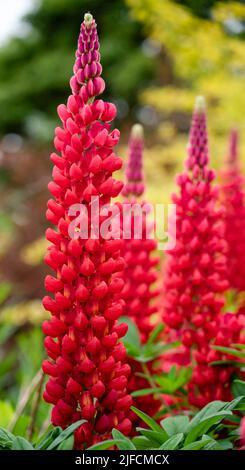 detailed close up of Lupinus 'Beefeater' Stock Photo - Alamy