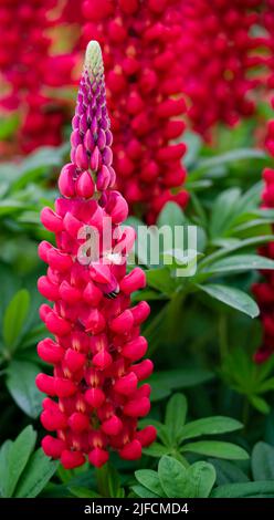 detailed close up of Lupinus 'Beefeater' Stock Photo - Alamy