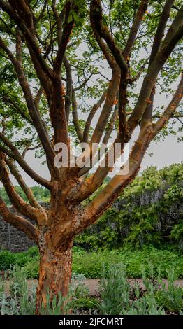 detailed close up of an Acer griseum 'Paperbark Maple' Stock Photo - Alamy