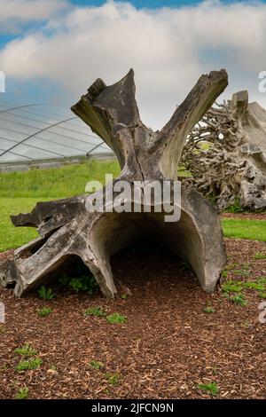 close up of a massive long since felled, aged and weathered tree trunk ...