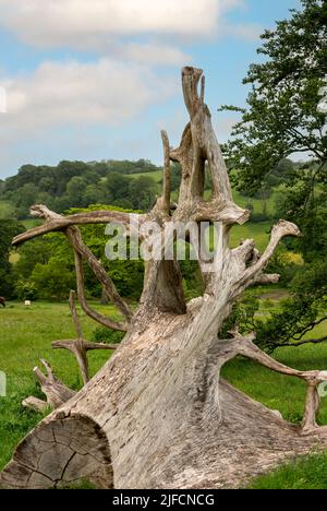 close up of a massive long since felled, aged and weathered tree trunk ...