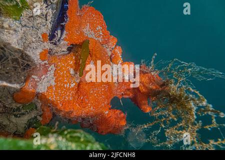 Jarrell Cove State Park, Washington State, USA Stock Photo - Alamy