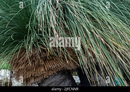 detailed close up of an Australian Grass Tree 'Xanthorrhoea' Stock ...