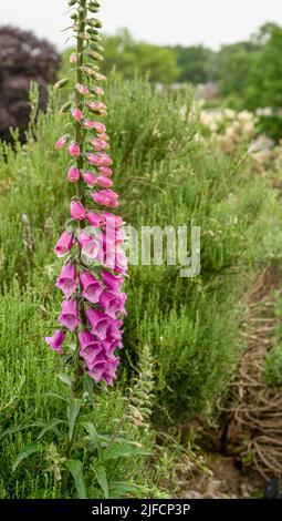 Detailed close up of a Digitalis thapsi 'Spanish Foxglove' or dedalera ...