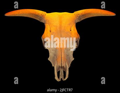 A close-up shot of a cow skull on the ground Stock Photo - Alamy
