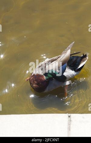 An Overhead shot of a Mallard bird in a water Stock Photo - Alamy