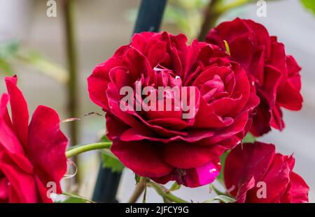 'Hope for Humanity' Shrub Rose, Buskros (Rosa Stock Photo - Alamy