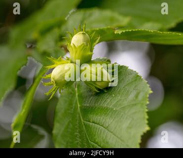 Common hazel (Corylus avellana). Betulaceae. Female flowers. Deciduous ...