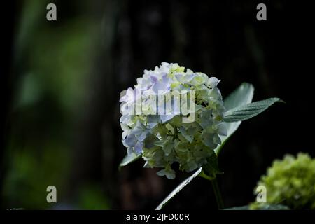 Beautiful purple,blue and res color Hydrangea macrophylla serrsta ...