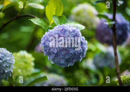 Beautiful purple,blue and res color Hydrangea macrophylla serrsta ...